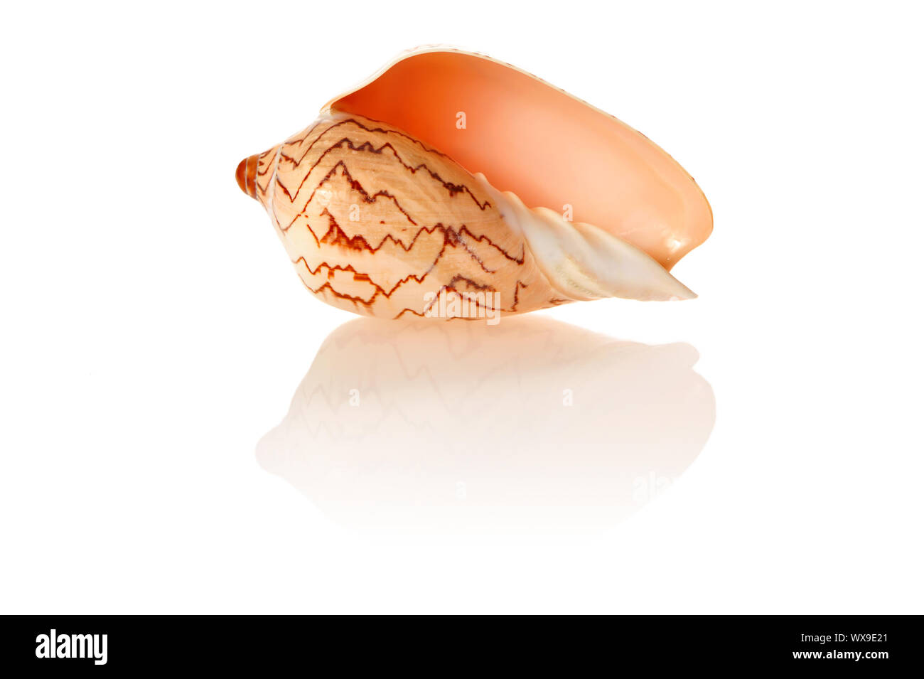 Sea shell isolated on white background with soft reflection Stock Photo ...