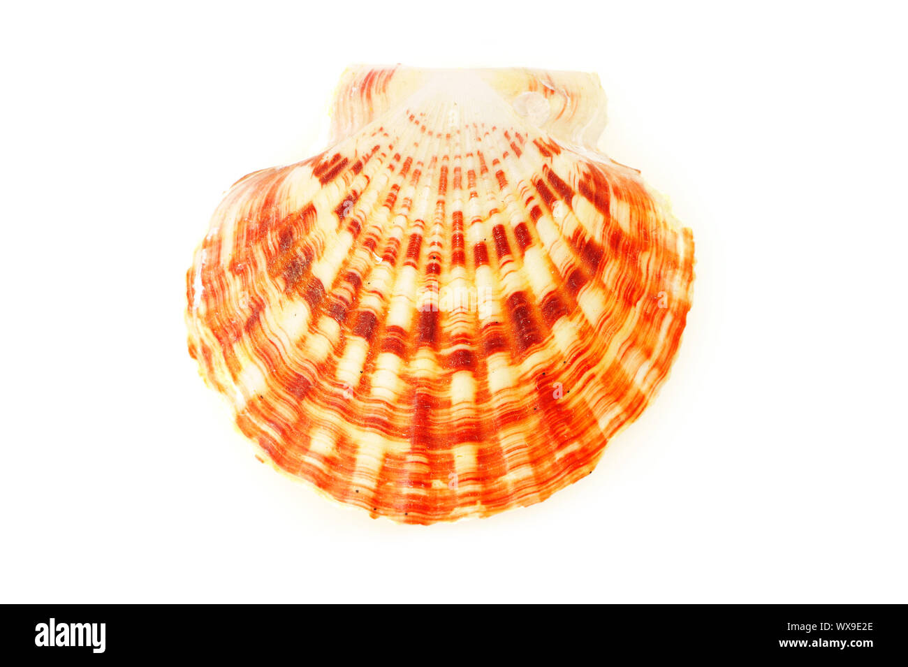 Sea shell isolated on white background Stock Photo - Alamy