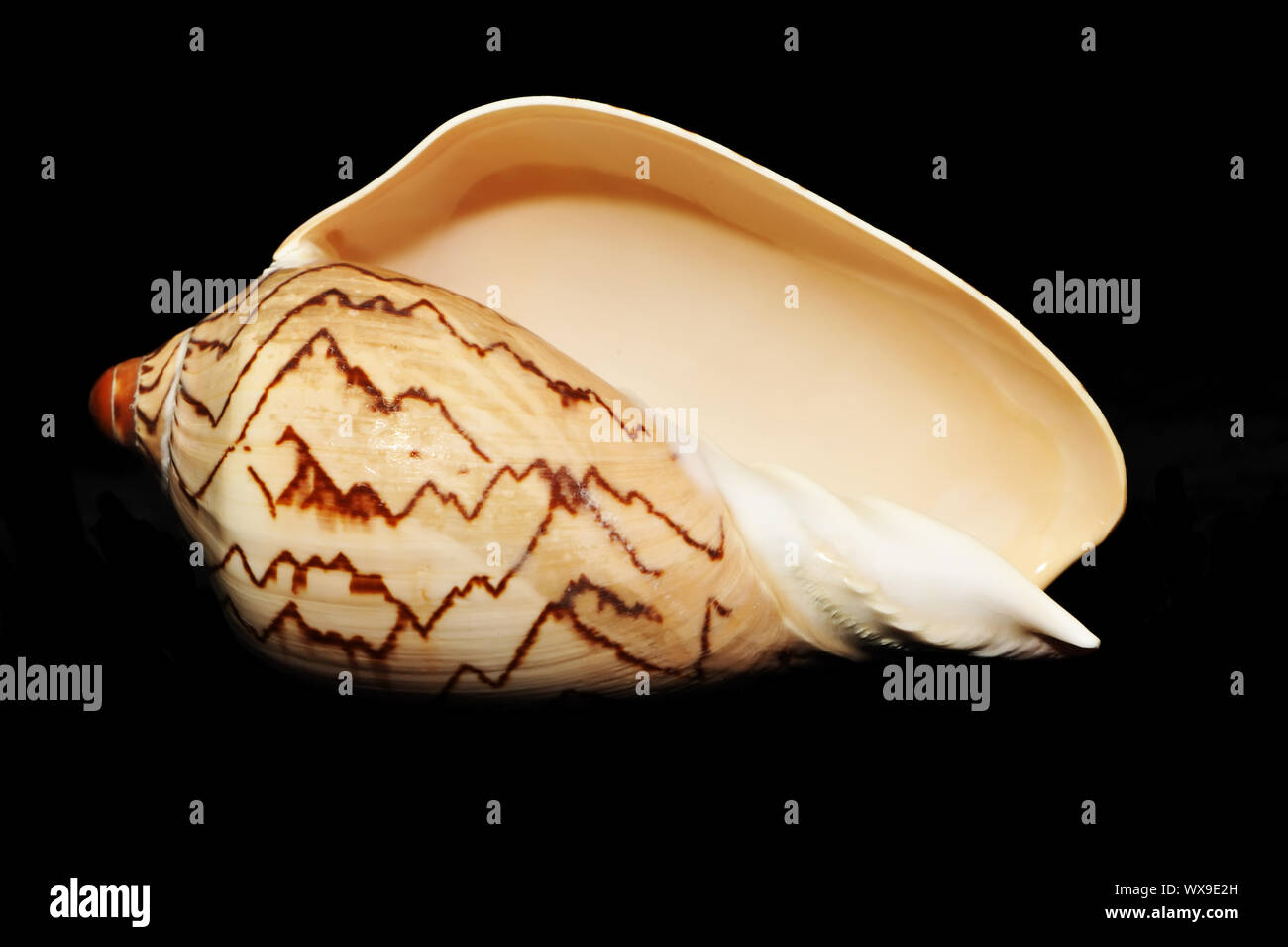 Sea shell isolated on black background Stock Photo - Alamy