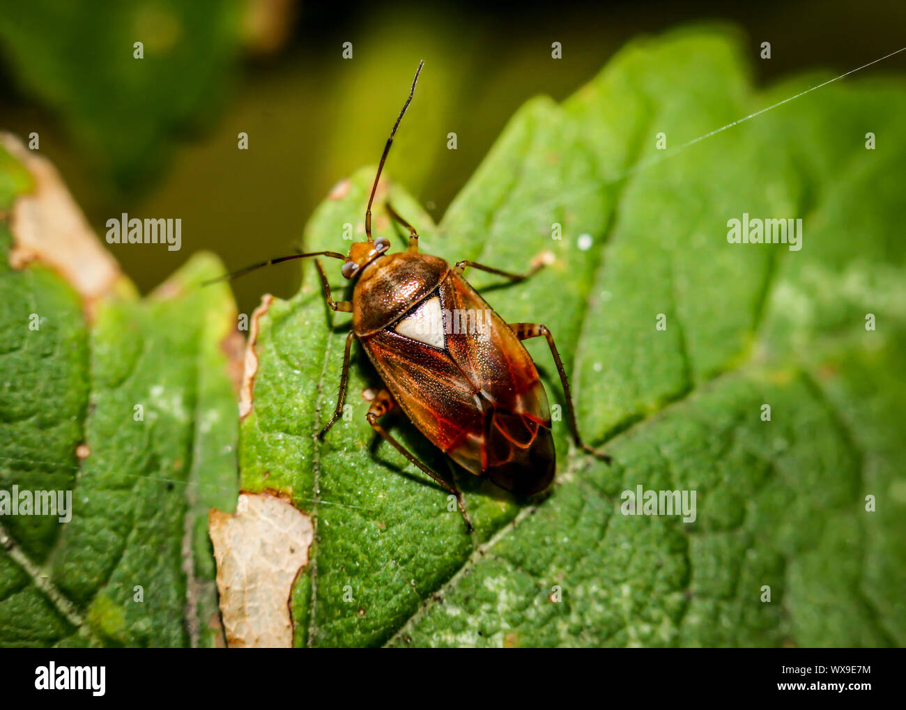 Bug on beak hi-res stock photography and images - Alamy
