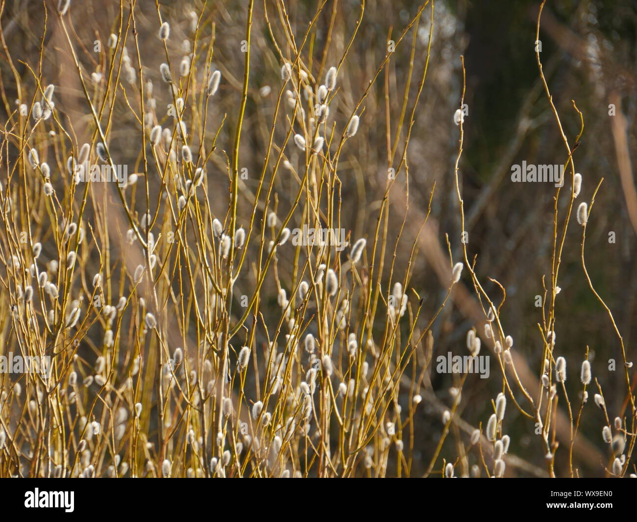 willow branch with fluffy buds Stock Photo - Alamy