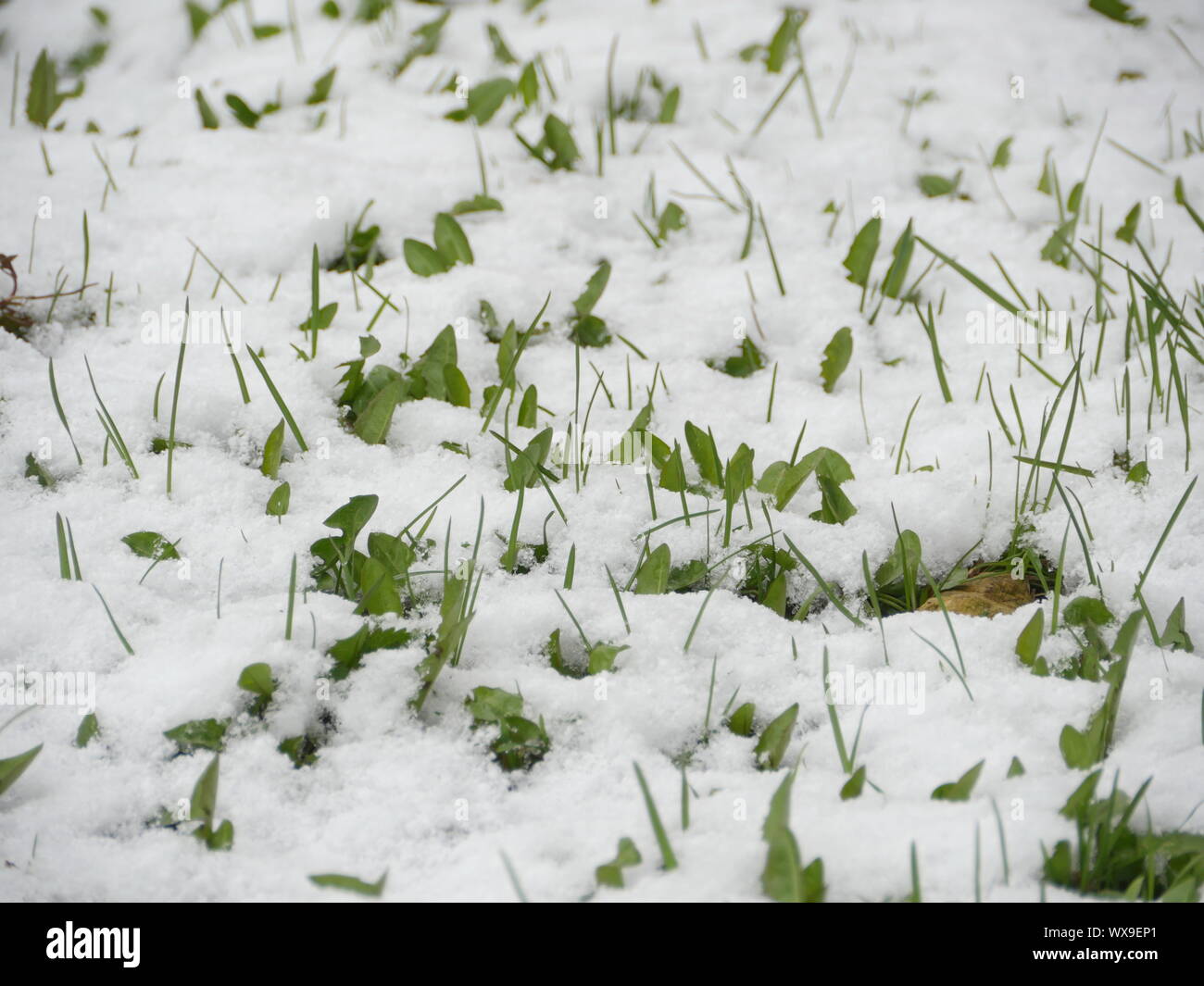 Snow fell in spring on green grass Stock Photo - Alamy