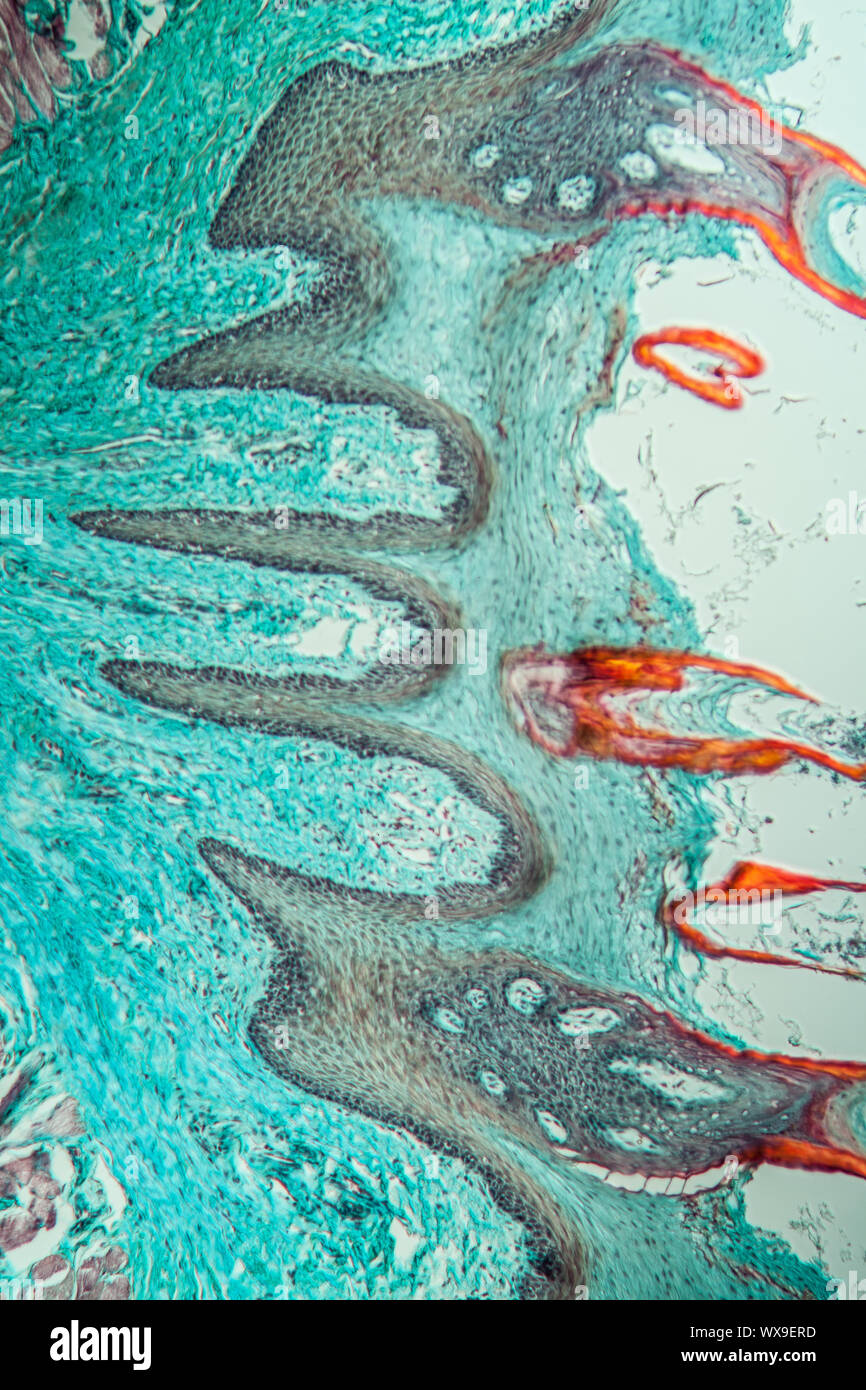 Papillae hi-res stock photography and images - Alamy