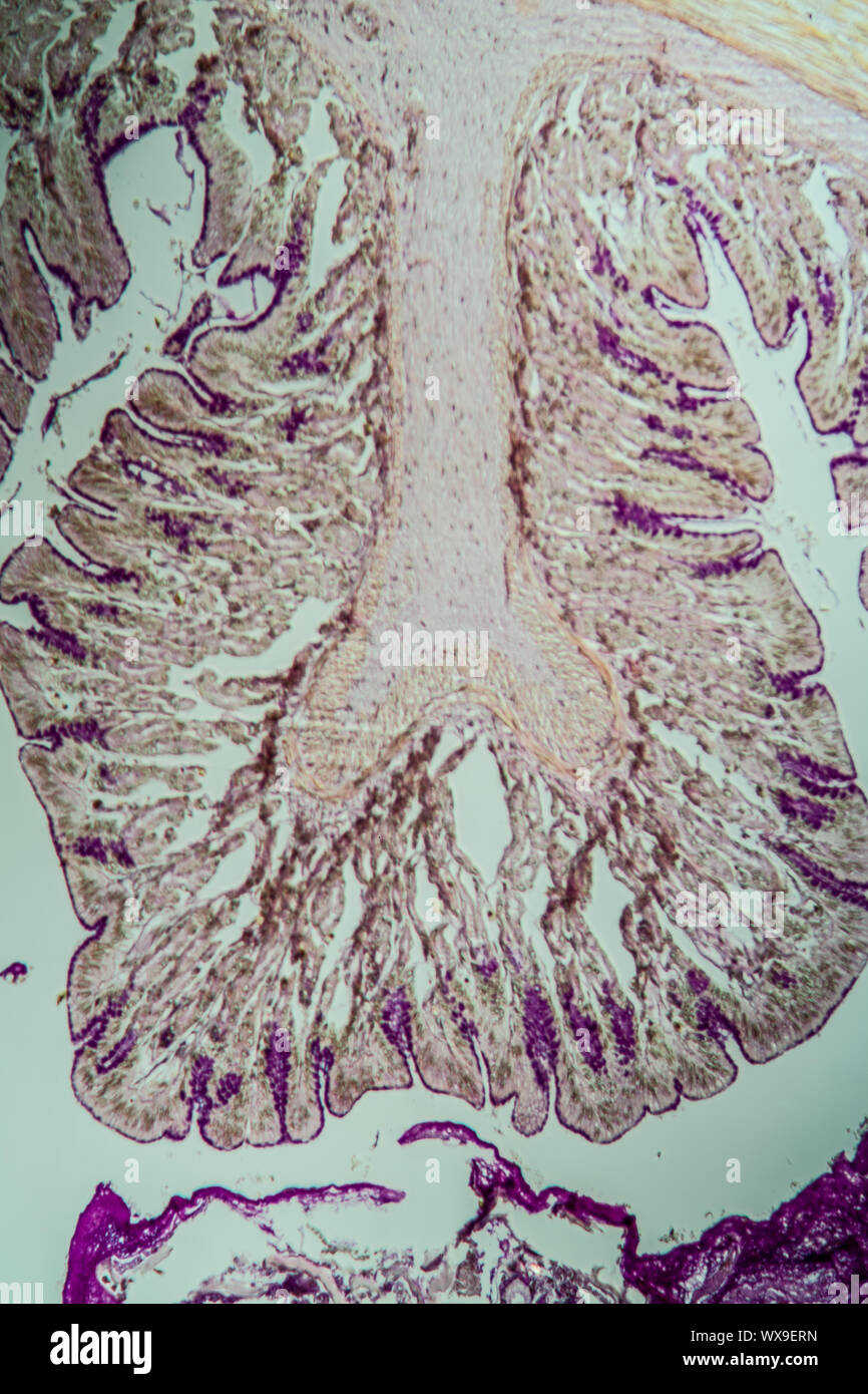 Frog cross section through the intestine 100x Stock Photo - Alamy