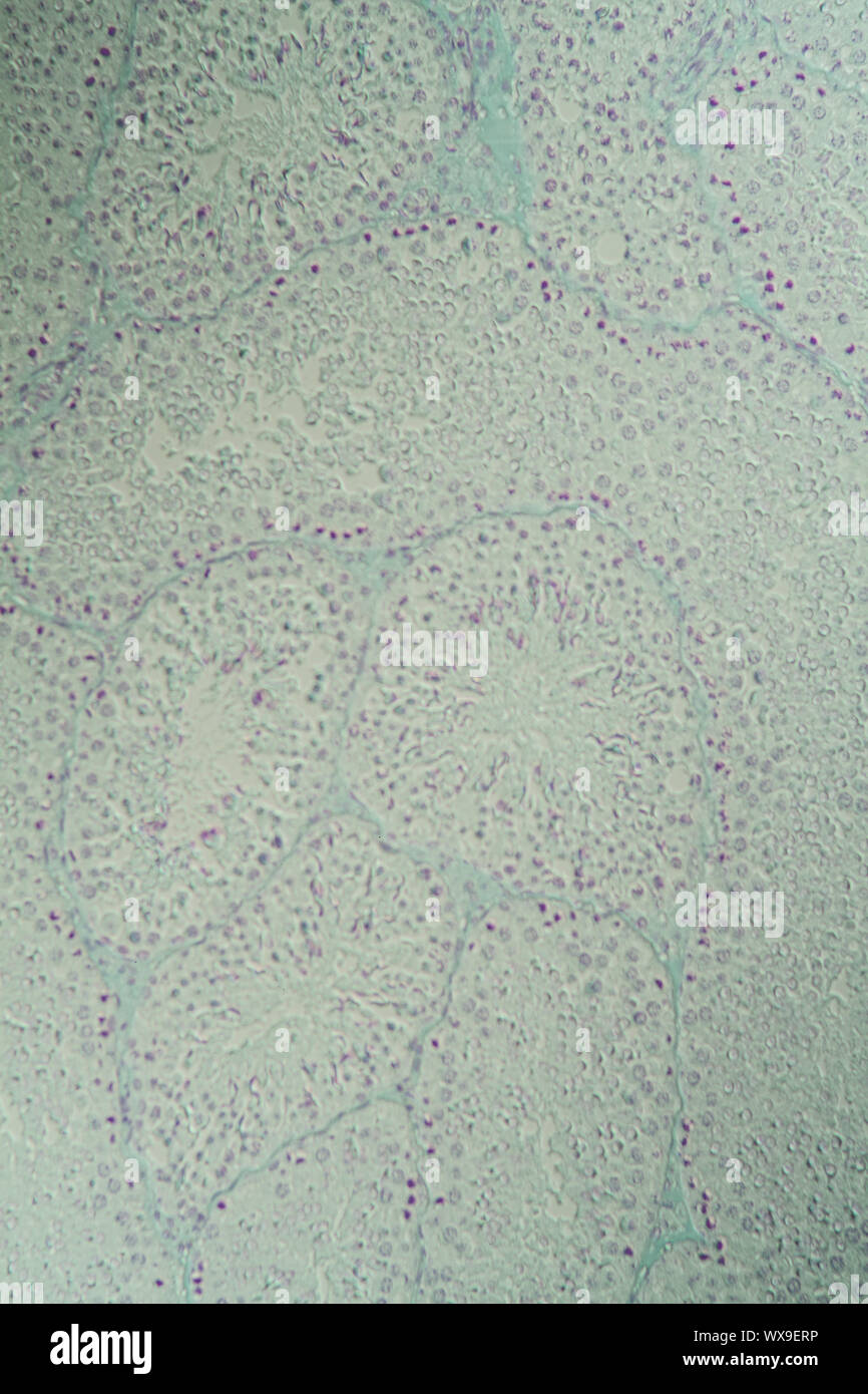 Testis guinea pig cross-section under the microscope 200x Stock Photo ...