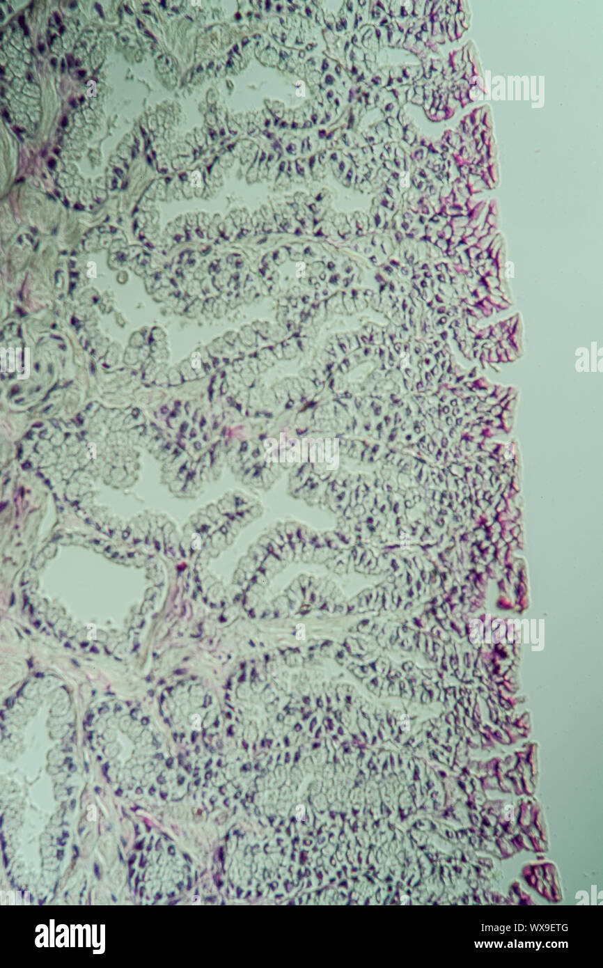 Toad cross section through the tongue 200x Stock Photo - Alamy