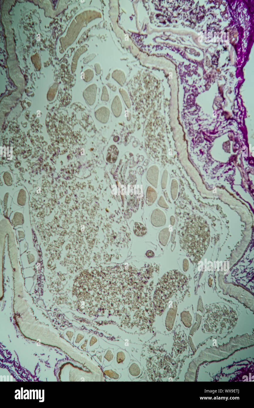 Frog cross section through the intestine 100x Stock Photo - Alamy
