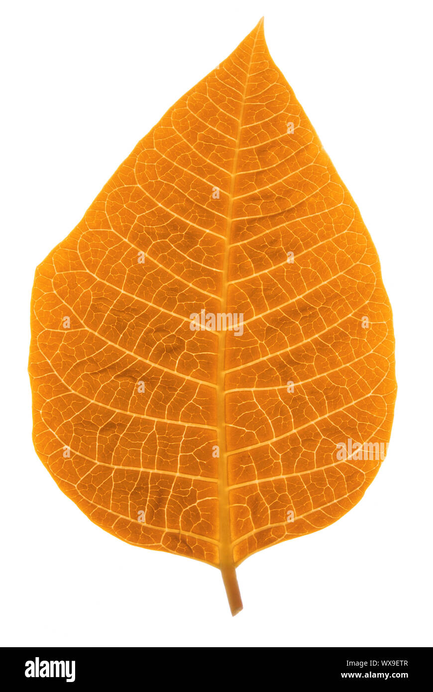 Autumn leaf isolated on white background Stock Photo - Alamy