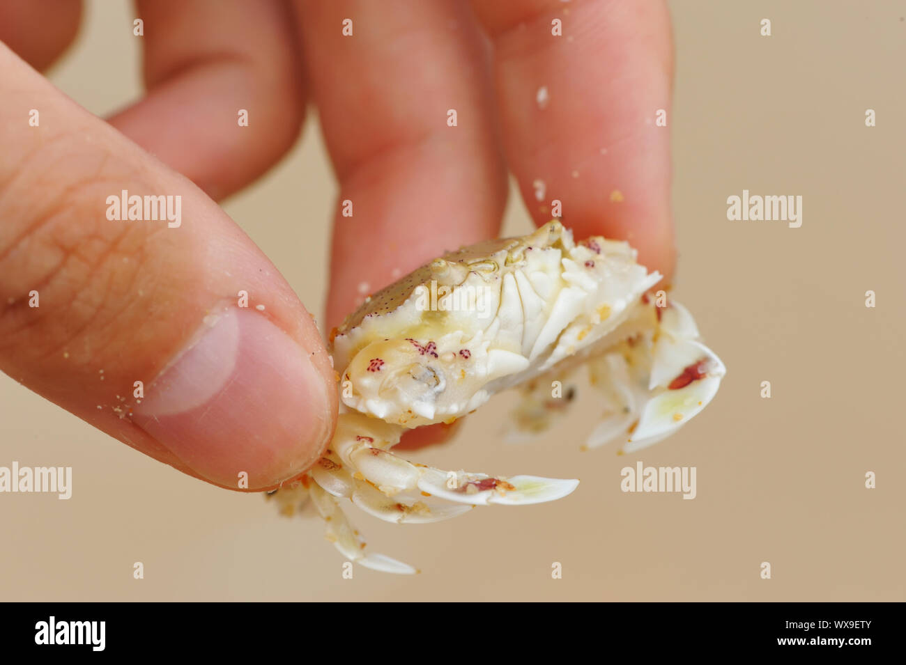 Little cute crab in hand Stock Photo - Alamy