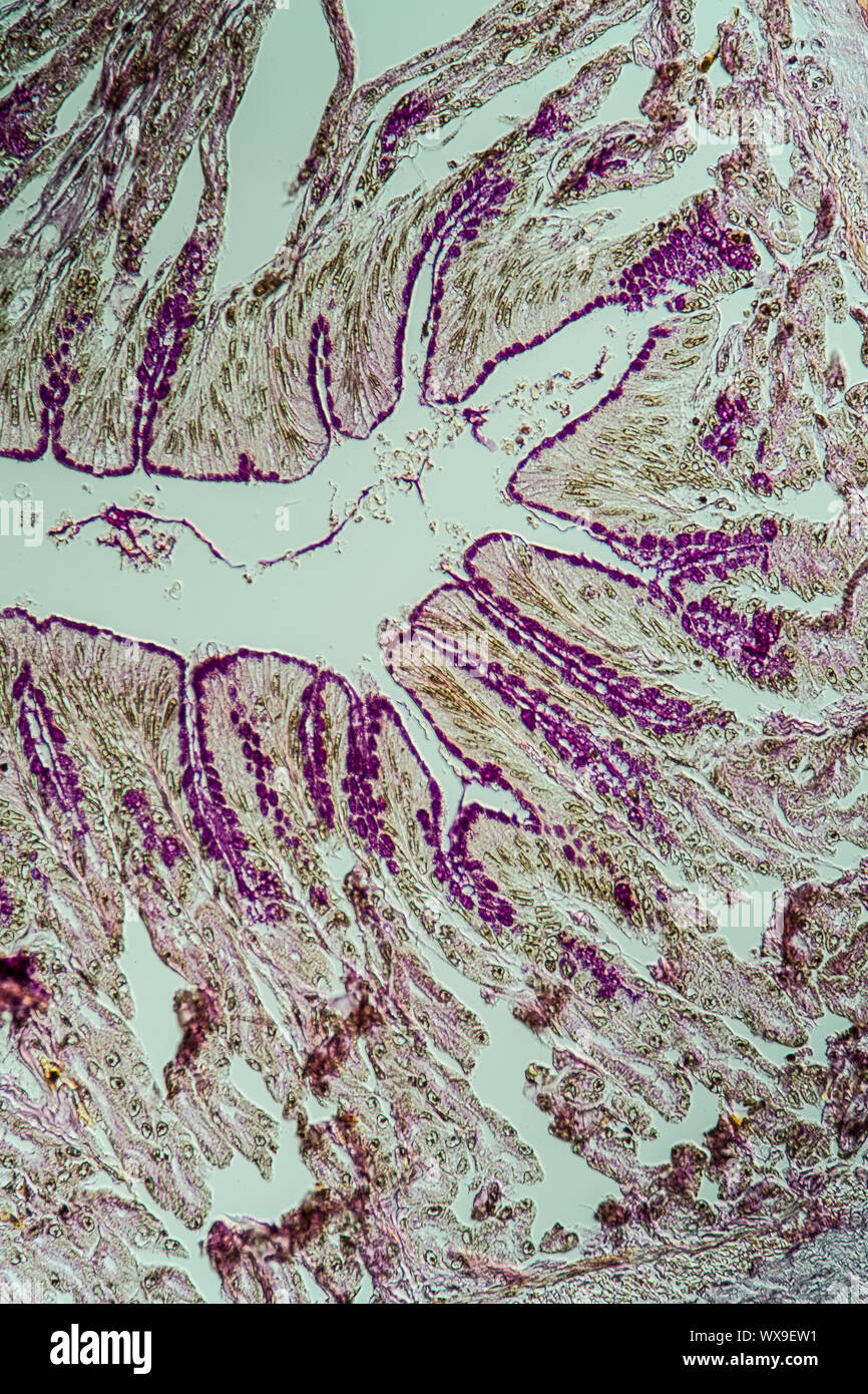 Frog cross section through the intestine 200x Stock Photo - Alamy