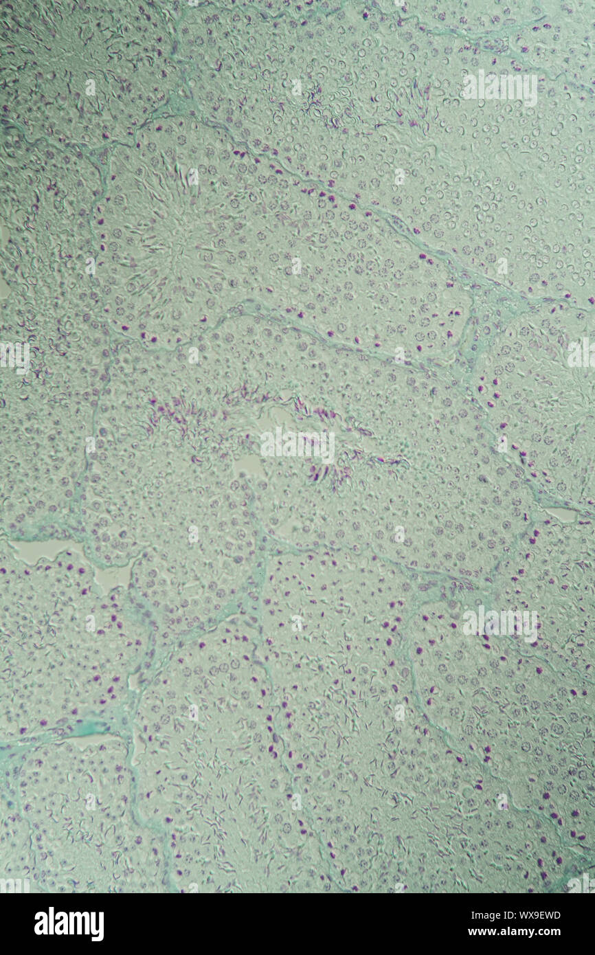 Testis guinea pig cross-section under the microscope 200x Stock Photo ...