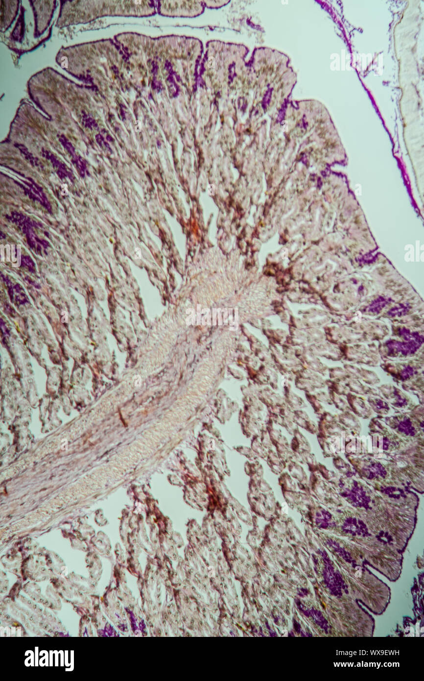 Frog cross section through the intestine 100x Stock Photo - Alamy
