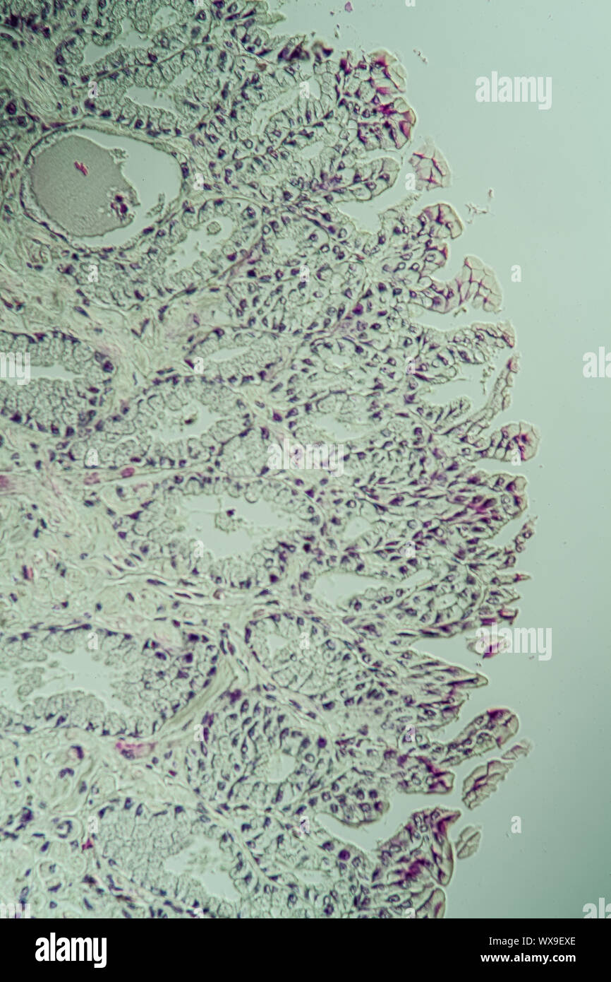 Papillae cross section hi-res stock photography and images - Alamy