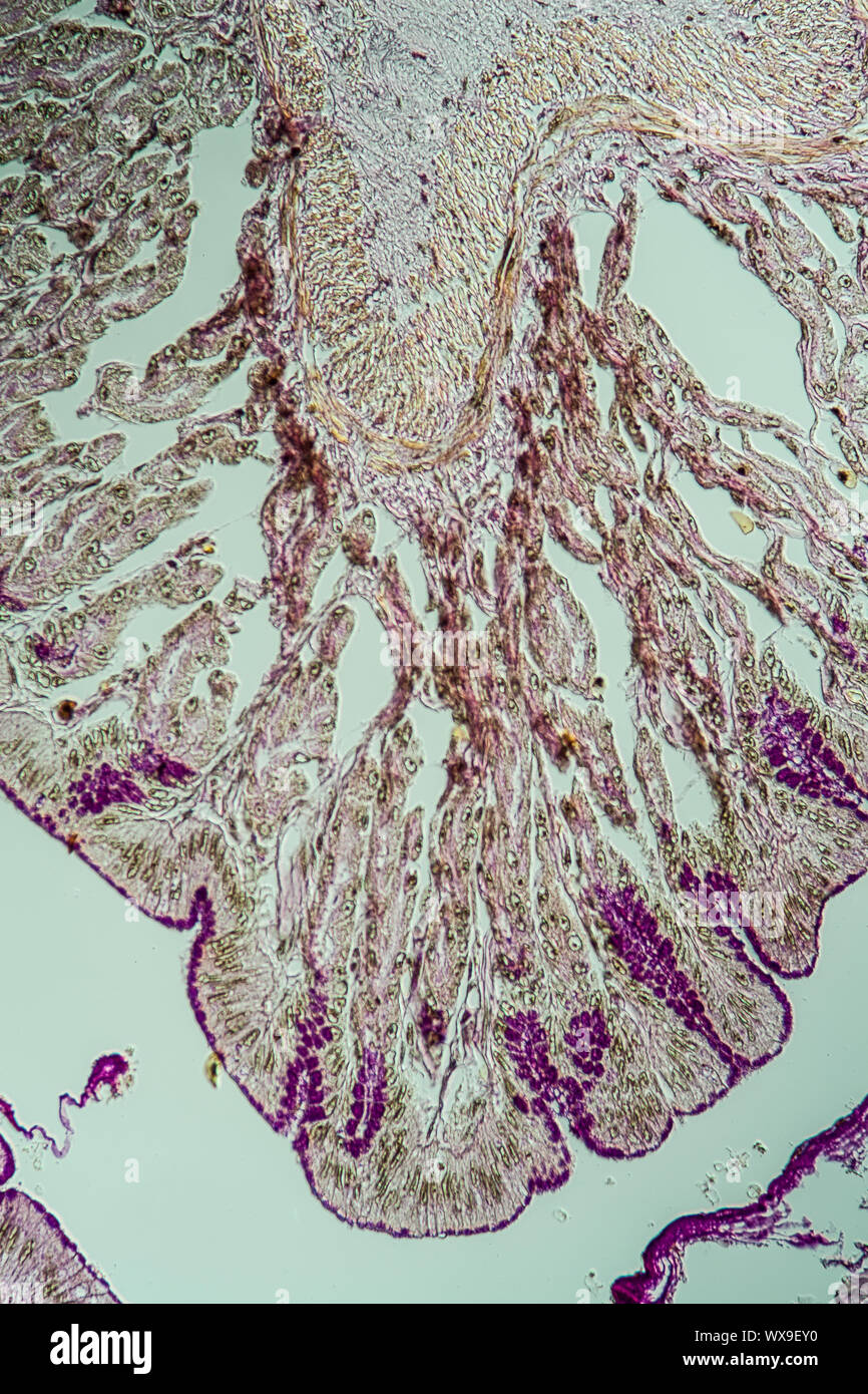 Intestinal frog cross section through the intestine 100x Stock Photo ...