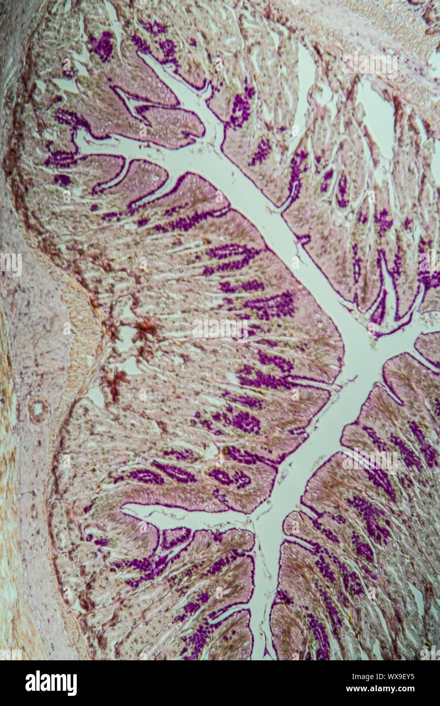Intestinal frog cross section through the intestine 100x Stock Photo ...