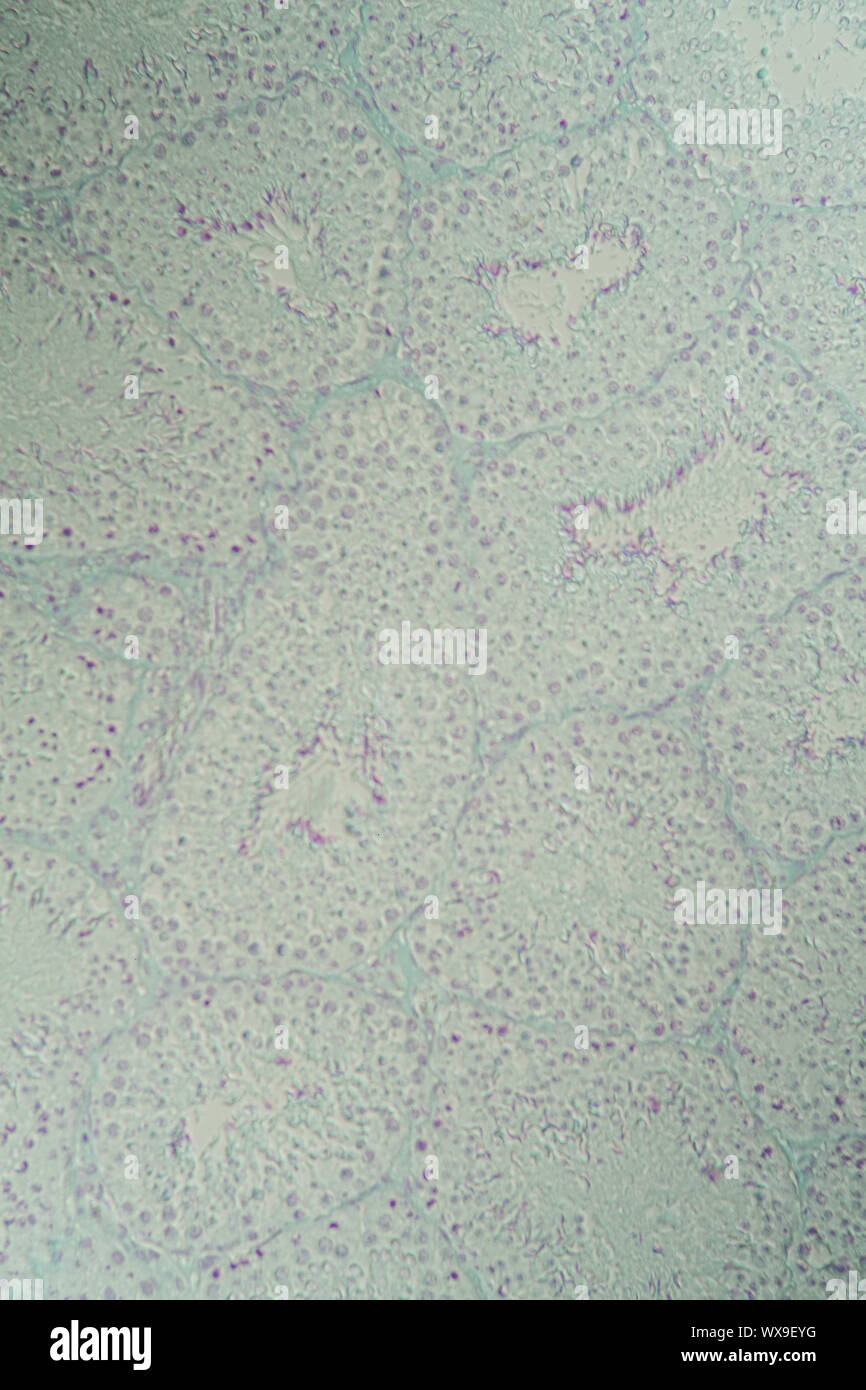 Testis guinea pig cross-section under the microscope 200x Stock Photo ...