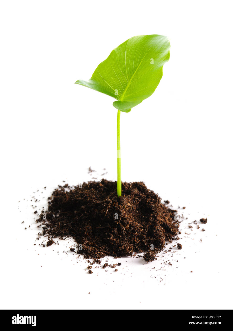 Plant isolated on white background Stock Photo - Alamy