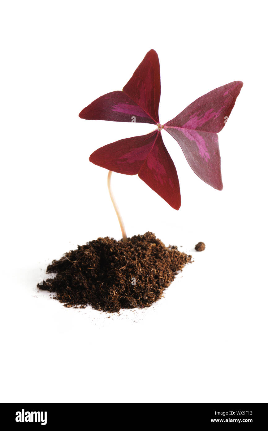Plant isolated on white background Stock Photo - Alamy