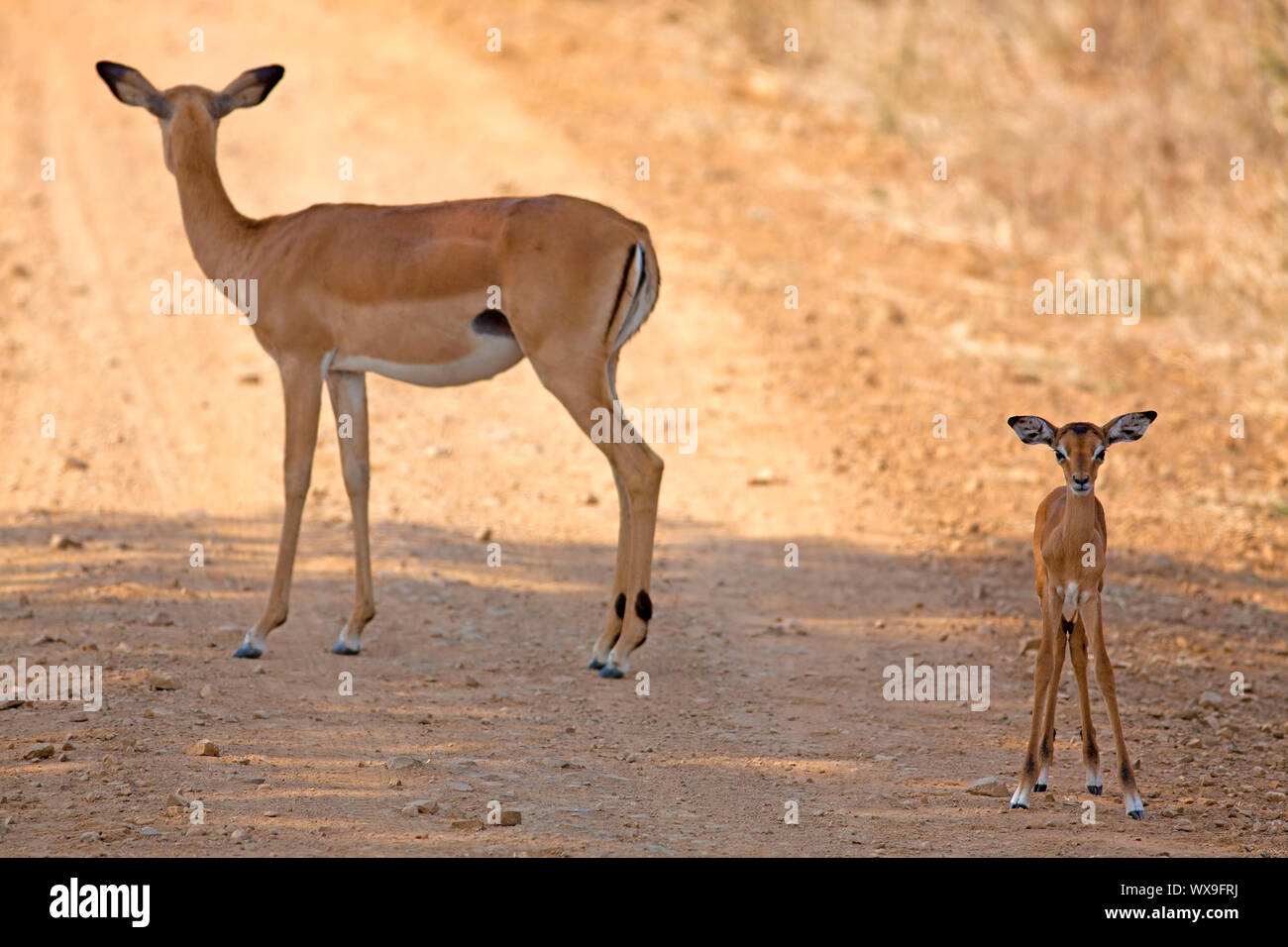 Wild Impala in the African savannah, Tanzania Stock Photo - Alamy