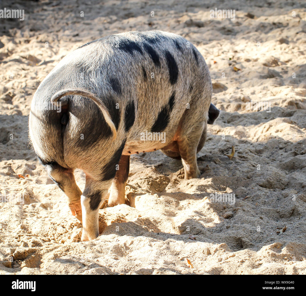 Pig in natural environment hi-res stock photography and images - Alamy
