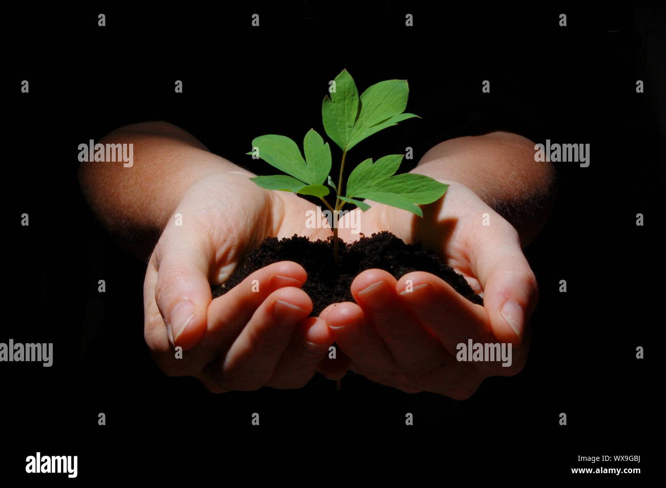 young plant in hands showing concept of environment and growth Stock ...