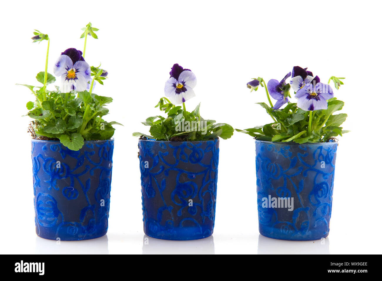 Blue Violets in little pots isolated ovr white Stock Photo - Alamy