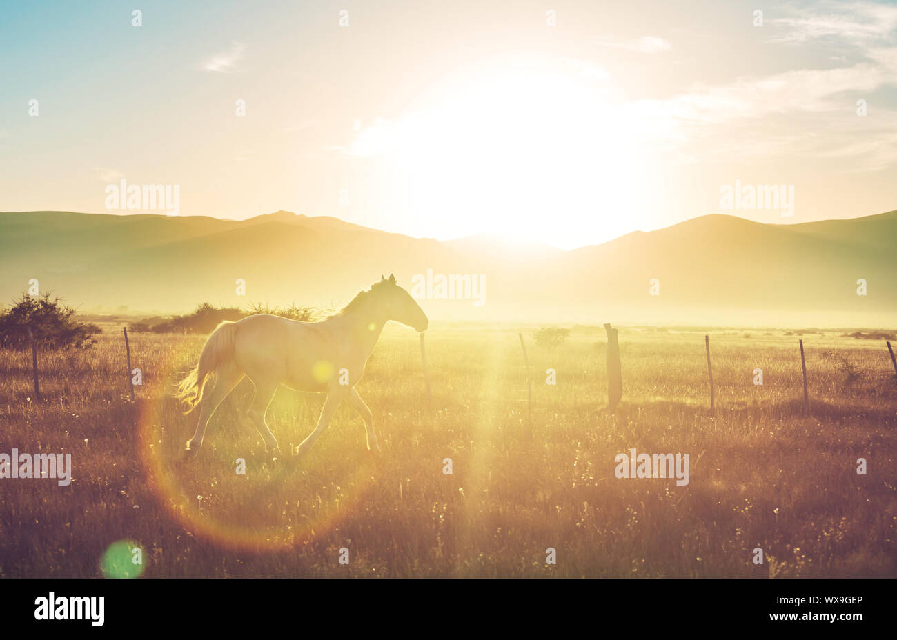 Horse on sunrise Stock Photo - Alamy