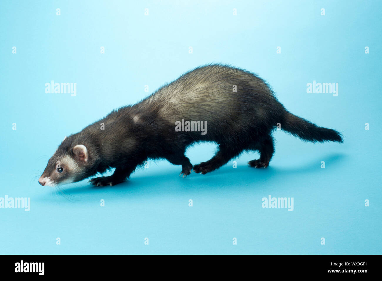 Image of ferret isolated on blue background Stock Photo - Alamy