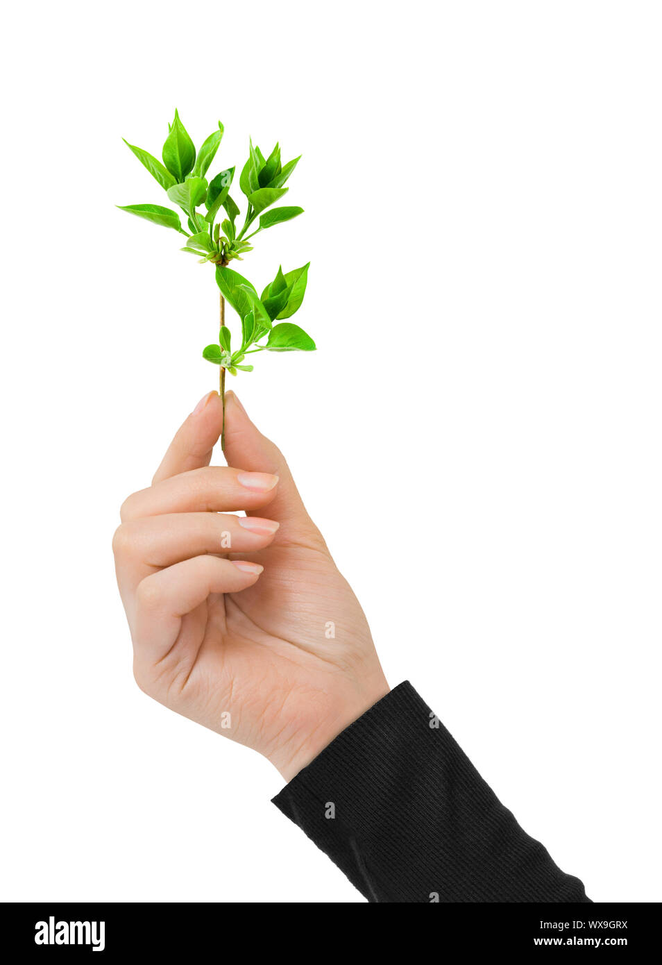 Hand with plant Stock Photo - Alamy