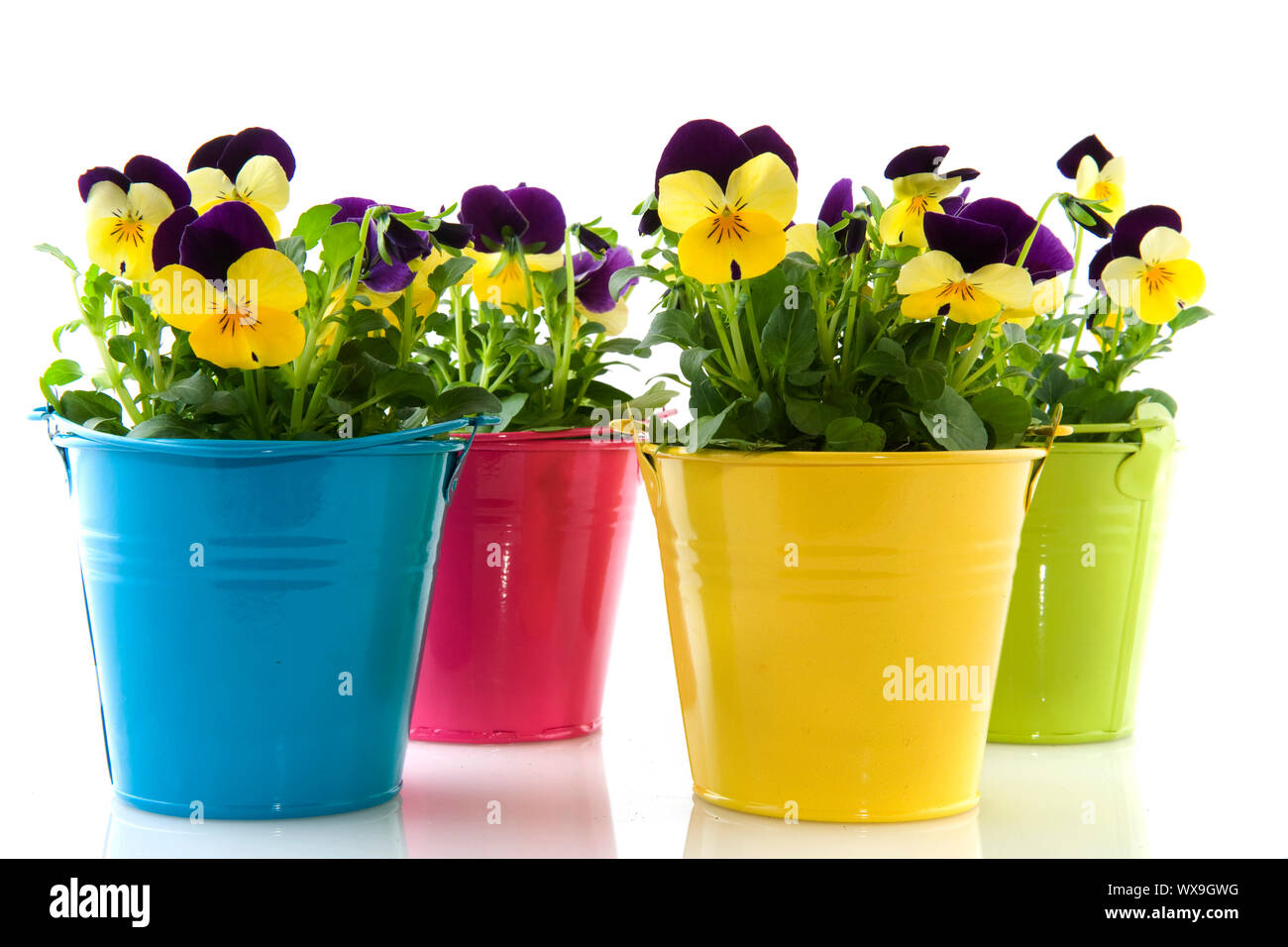 Yellow and purple violets in colorful buckets Stock Photo - Alamy