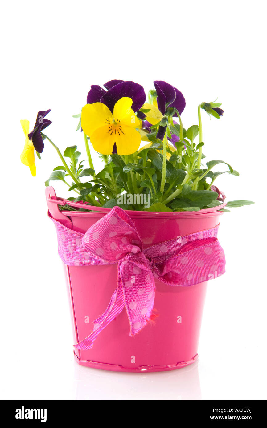 Purple and yellow Violets in pink bucket with ribbon Stock Photo - Alamy