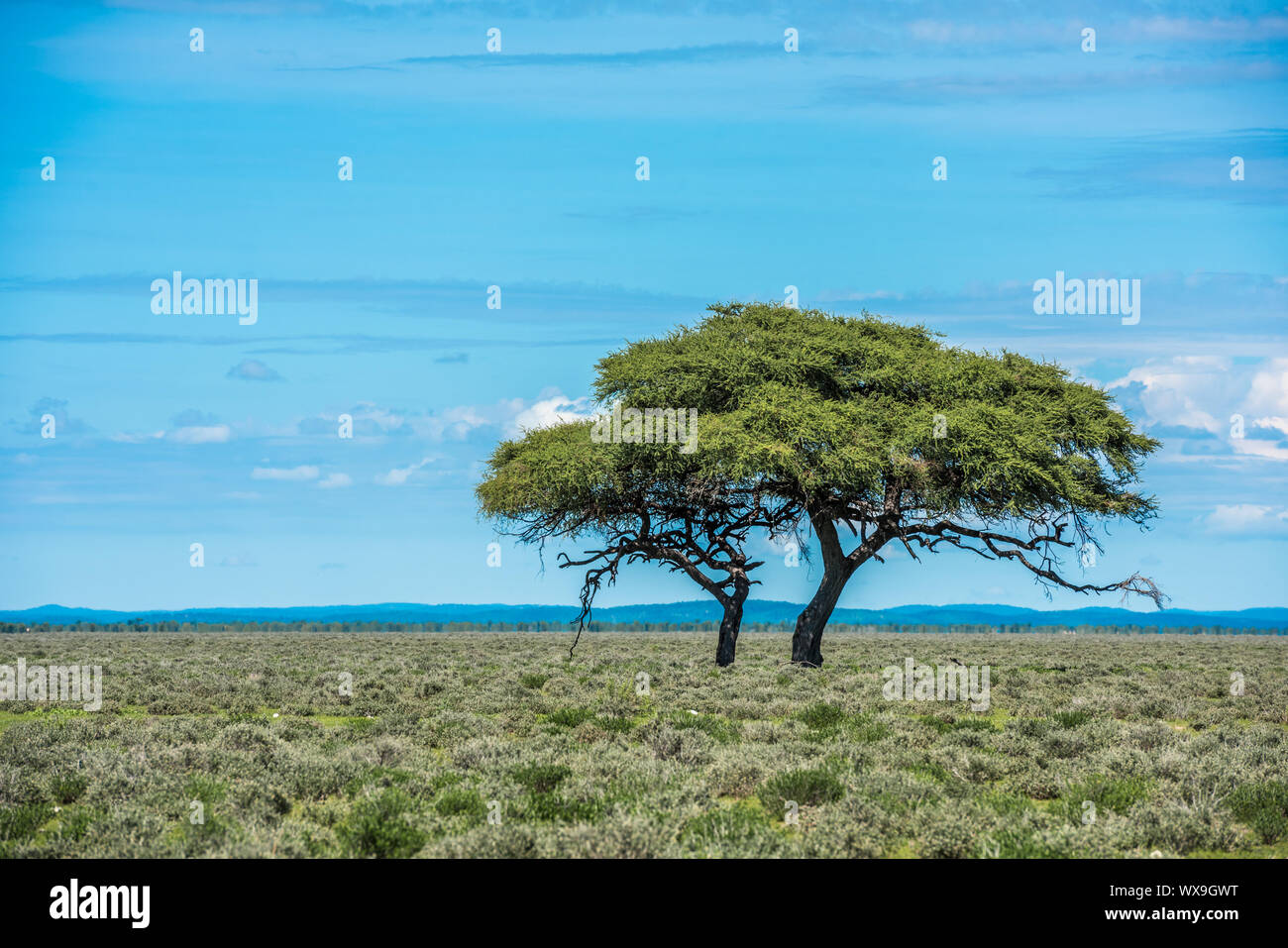 Tree in savannah, classic african landscape image Stock Photo - Alamy