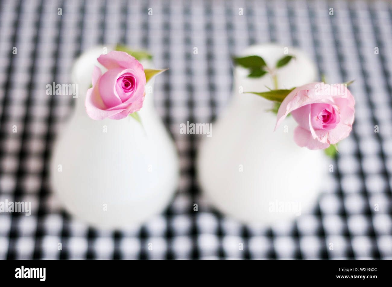 Pink roses in modern interior on checkered underground Stock Photo - Alamy