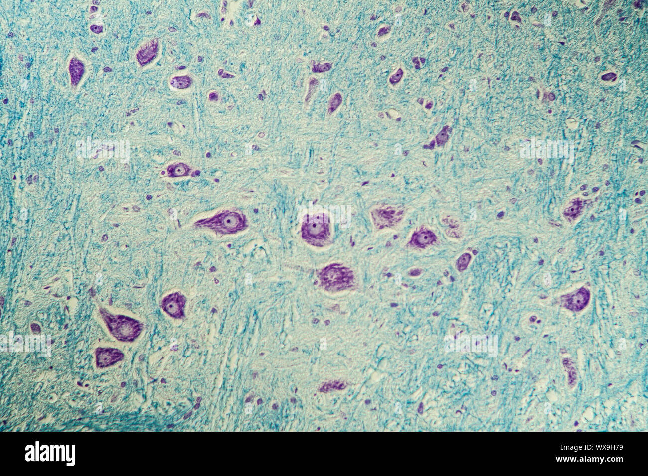Rat nerve cells under the microscope 200x Stock Photo - Alamy