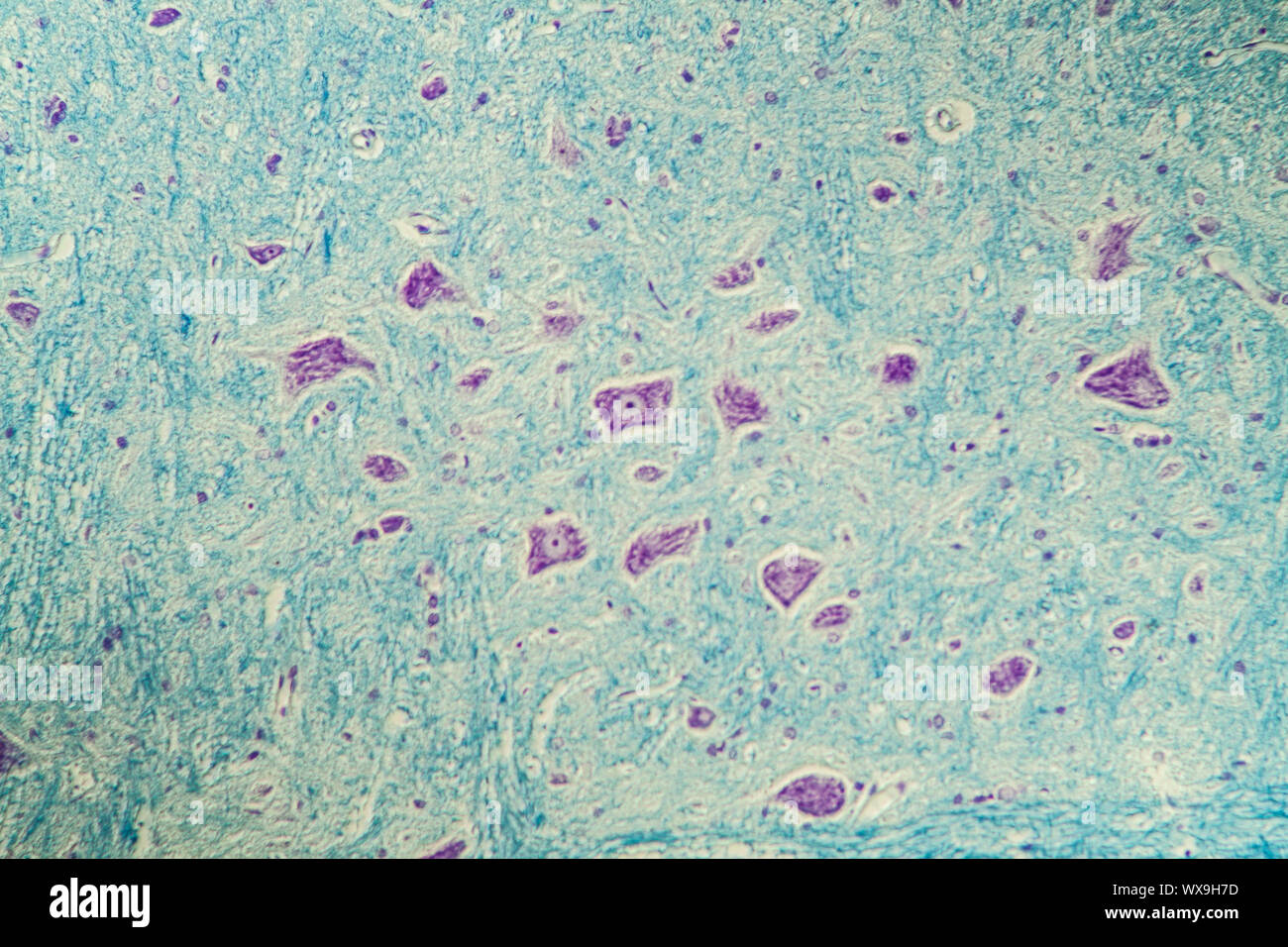 Rat nerve cells under the microscope 200x Stock Photo - Alamy
