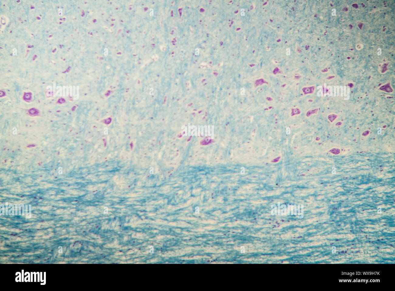 Rat nerve cells under the microscope 200x Stock Photo - Alamy