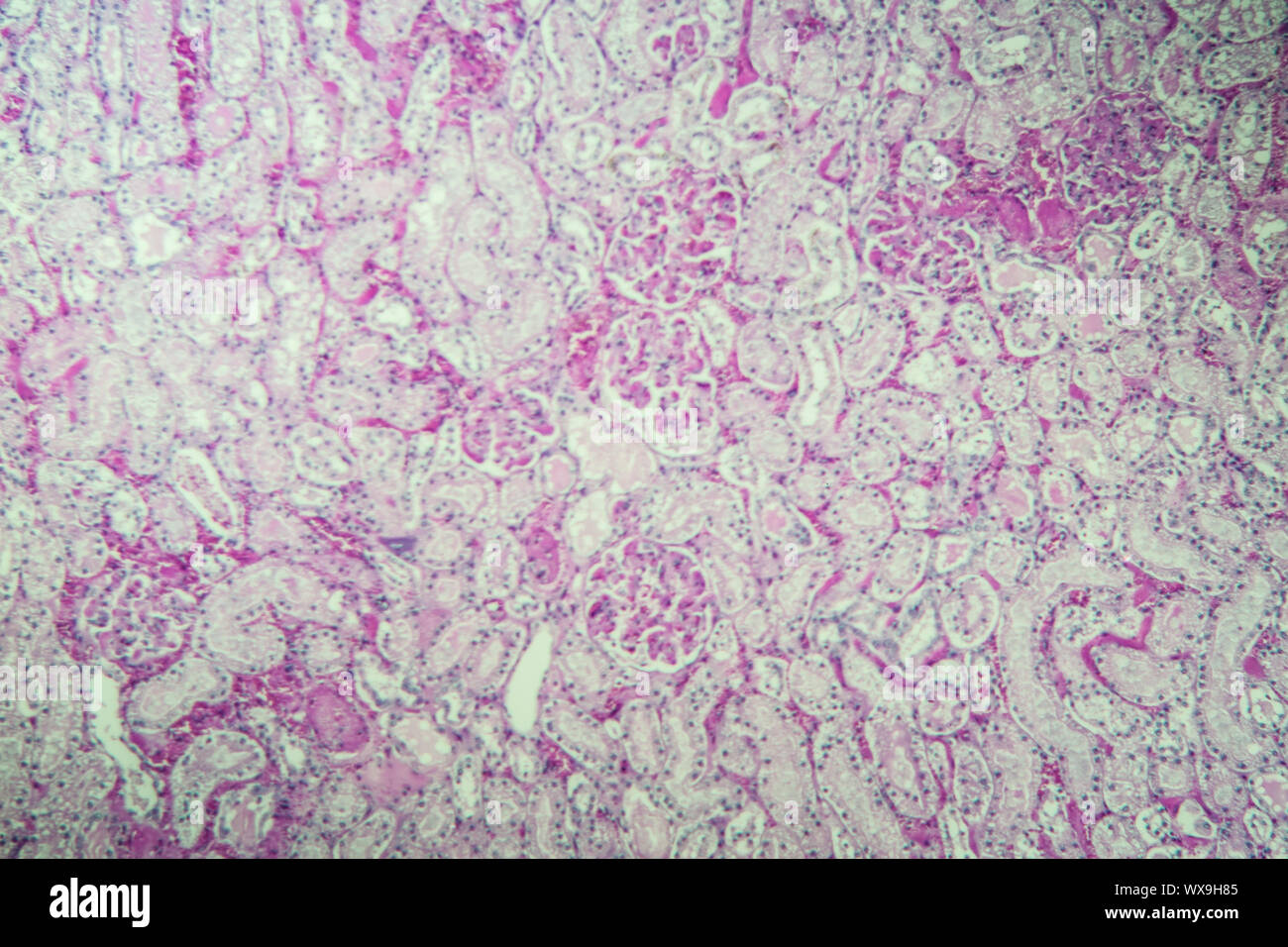 Mouse renal cortex under the microscope 100x Stock Photo - Alamy