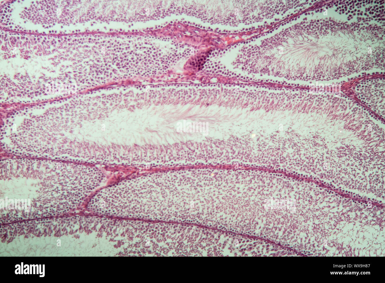 Rat testicles cross section 100x Stock Photo - Alamy