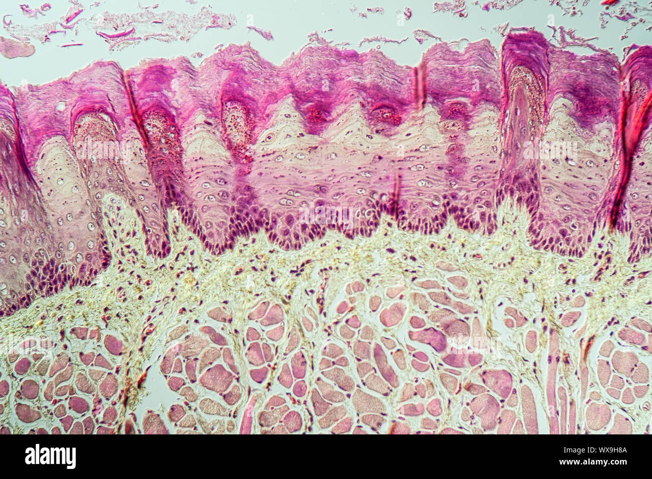 Rat tongue with taste buds across 200x Stock Photo - Alamy