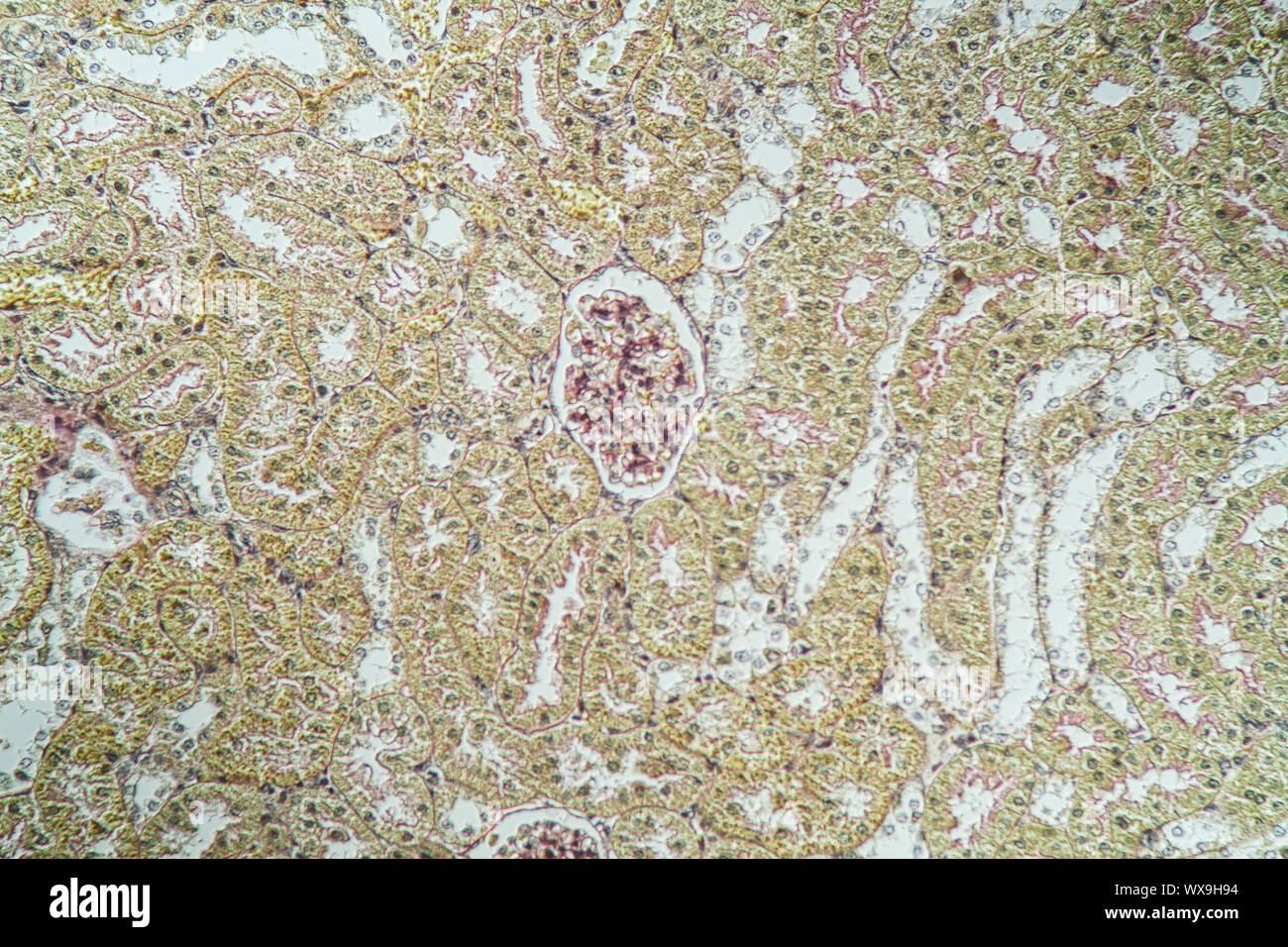 Rat kidney bark under the microscope 200x Stock Photo - Alamy