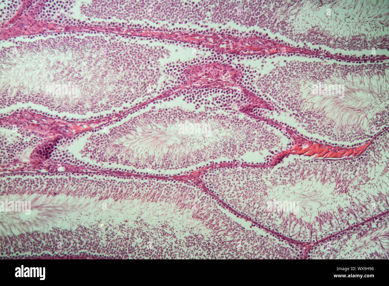 Rat testicles cross section 100x Stock Photo - Alamy