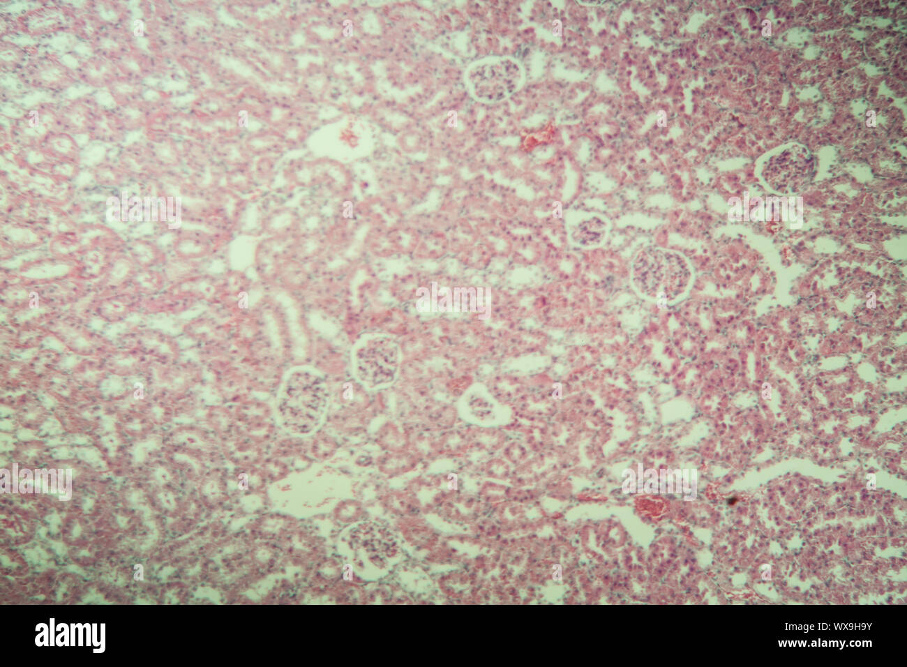 Rat kidney bark under the microscope 100x Stock Photo - Alamy