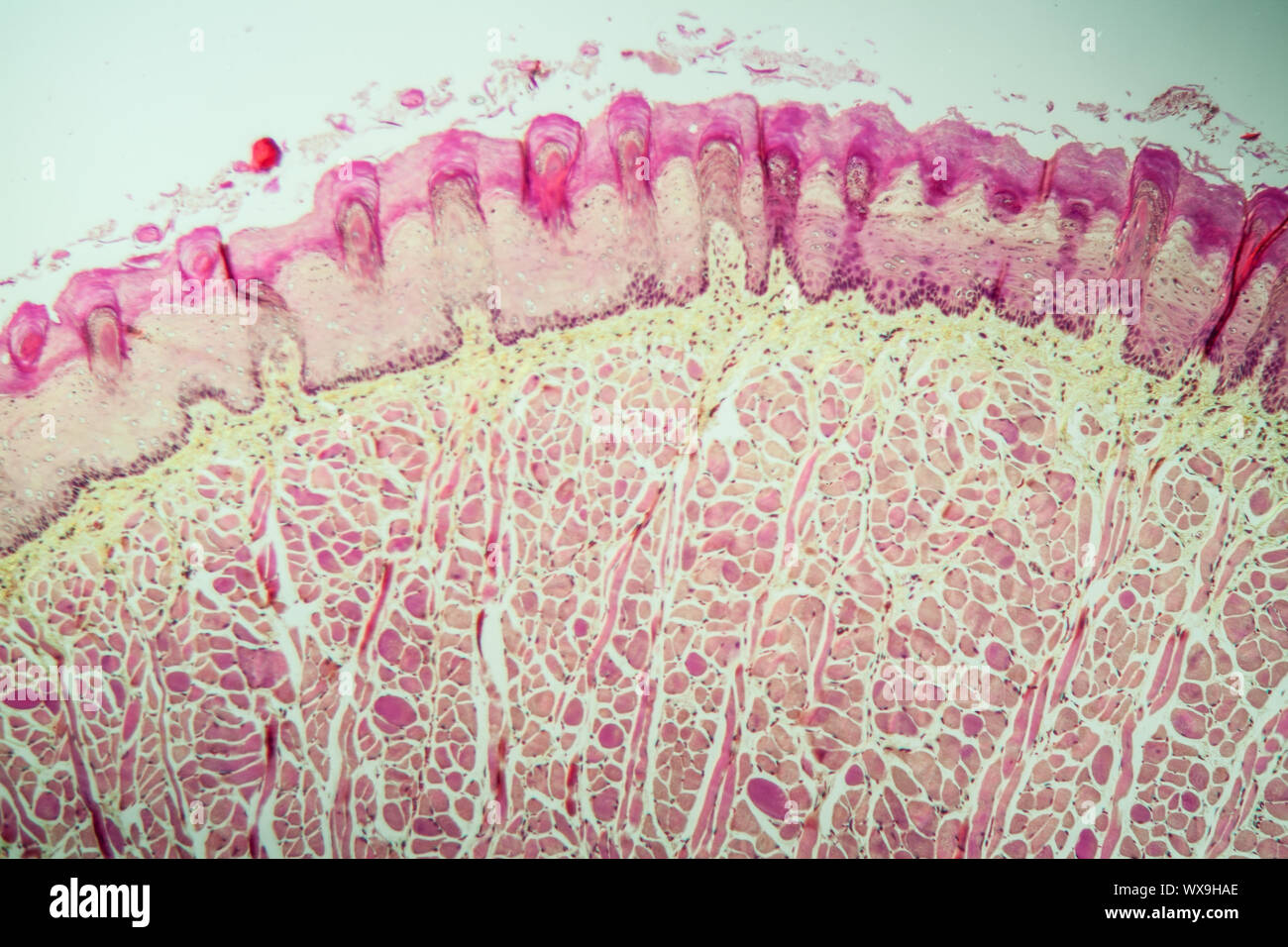 Rat tongue with taste buds across 100x Stock Photo - Alamy