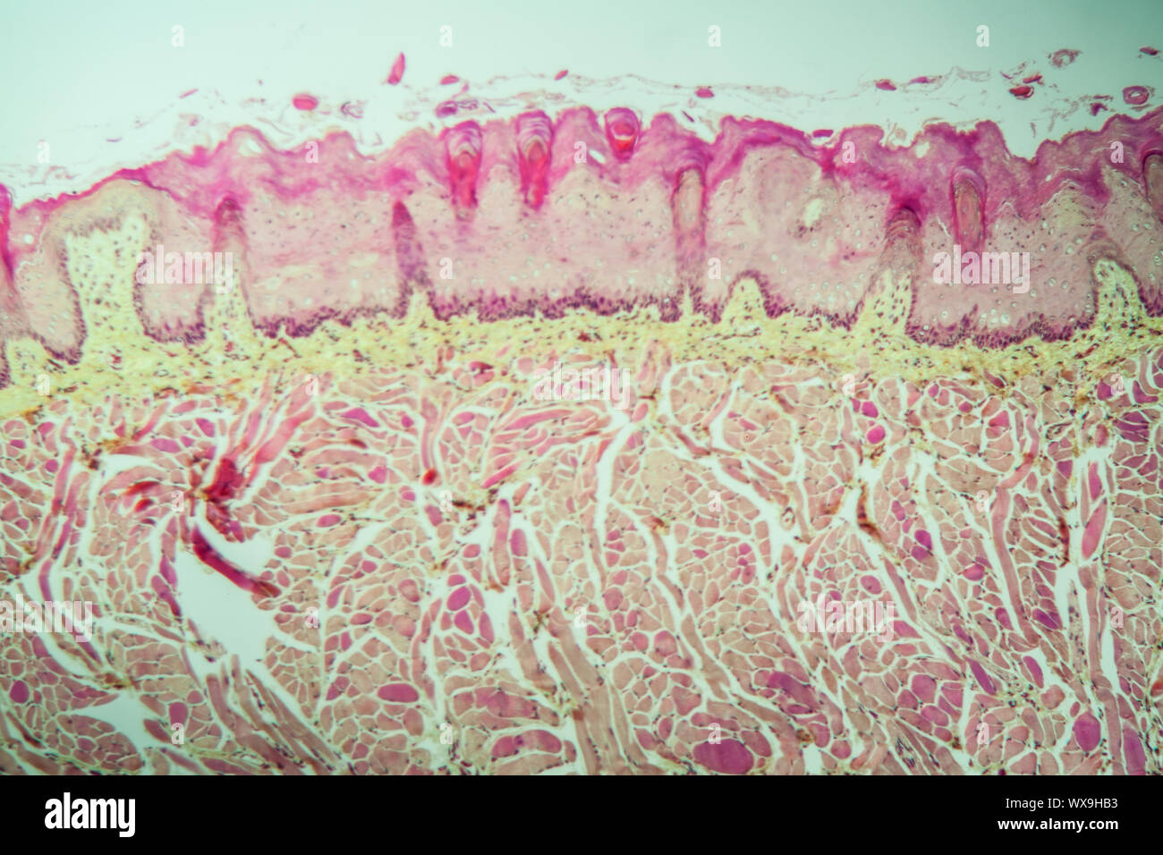 Rat tongue with taste buds across 100x Stock Photo - Alamy