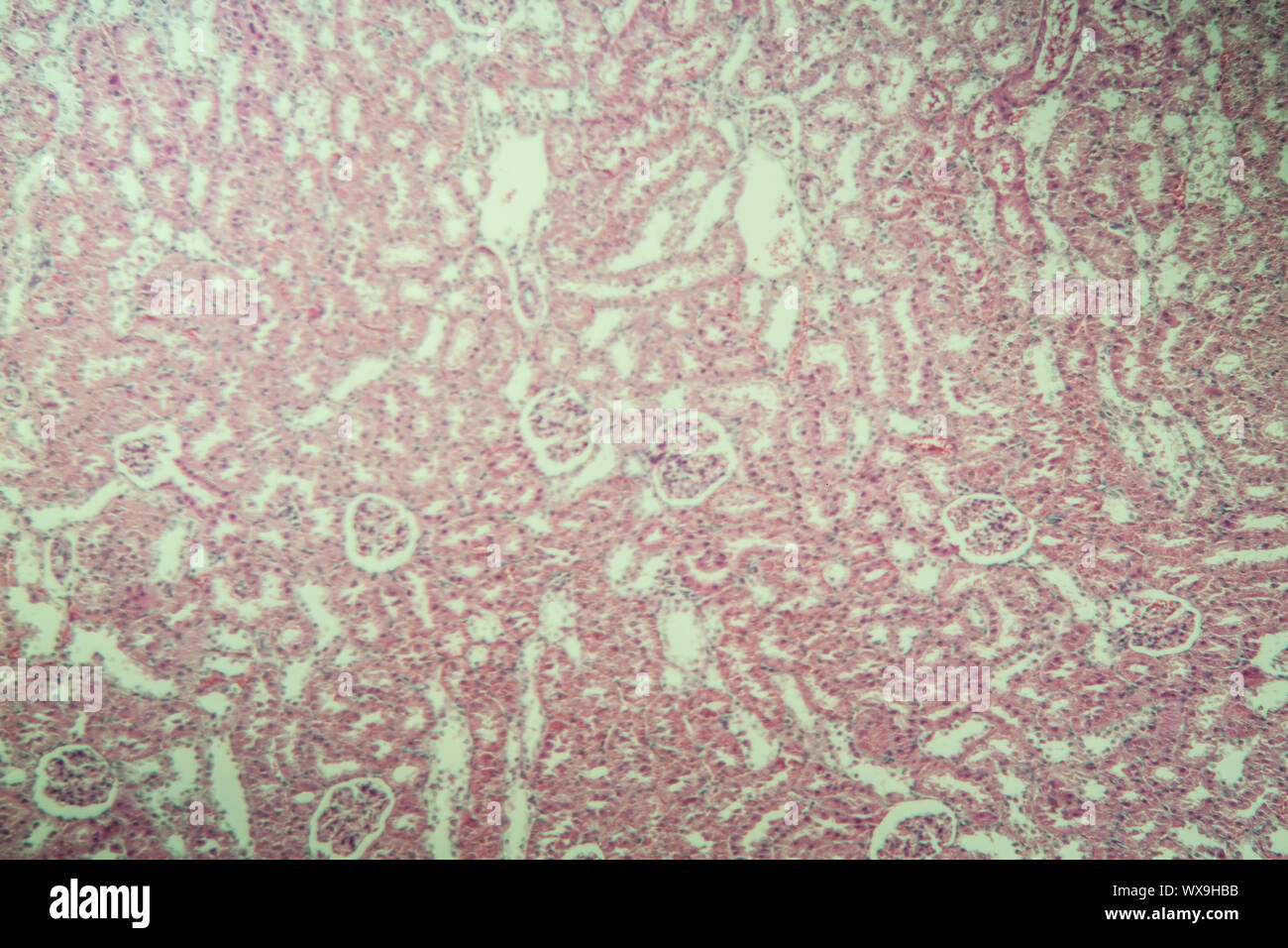 Rat kidney bark under the microscope 100x Stock Photo - Alamy