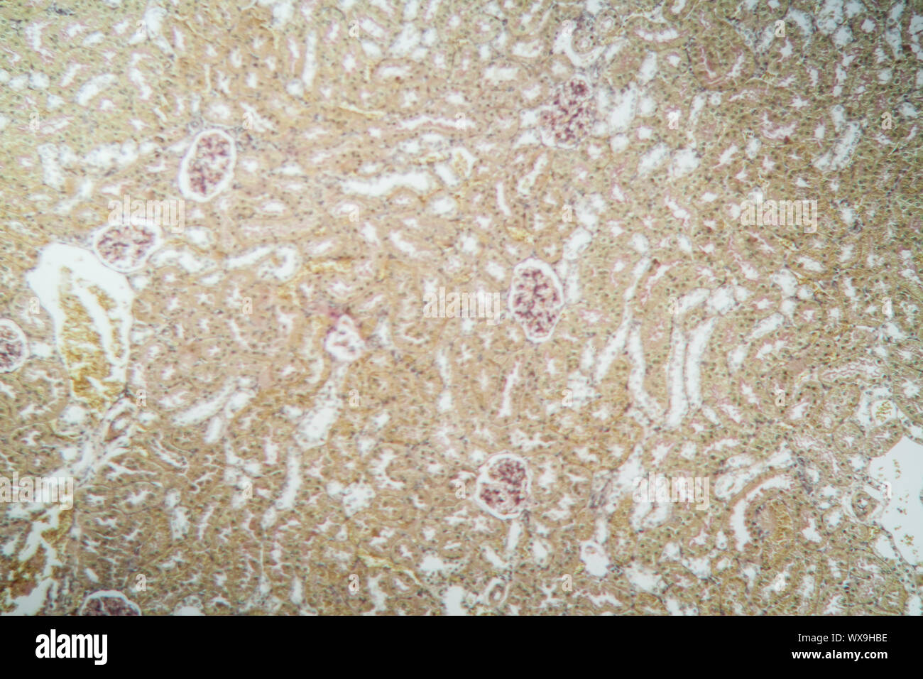 Rat kidney bark under the microscope 100x Stock Photo - Alamy