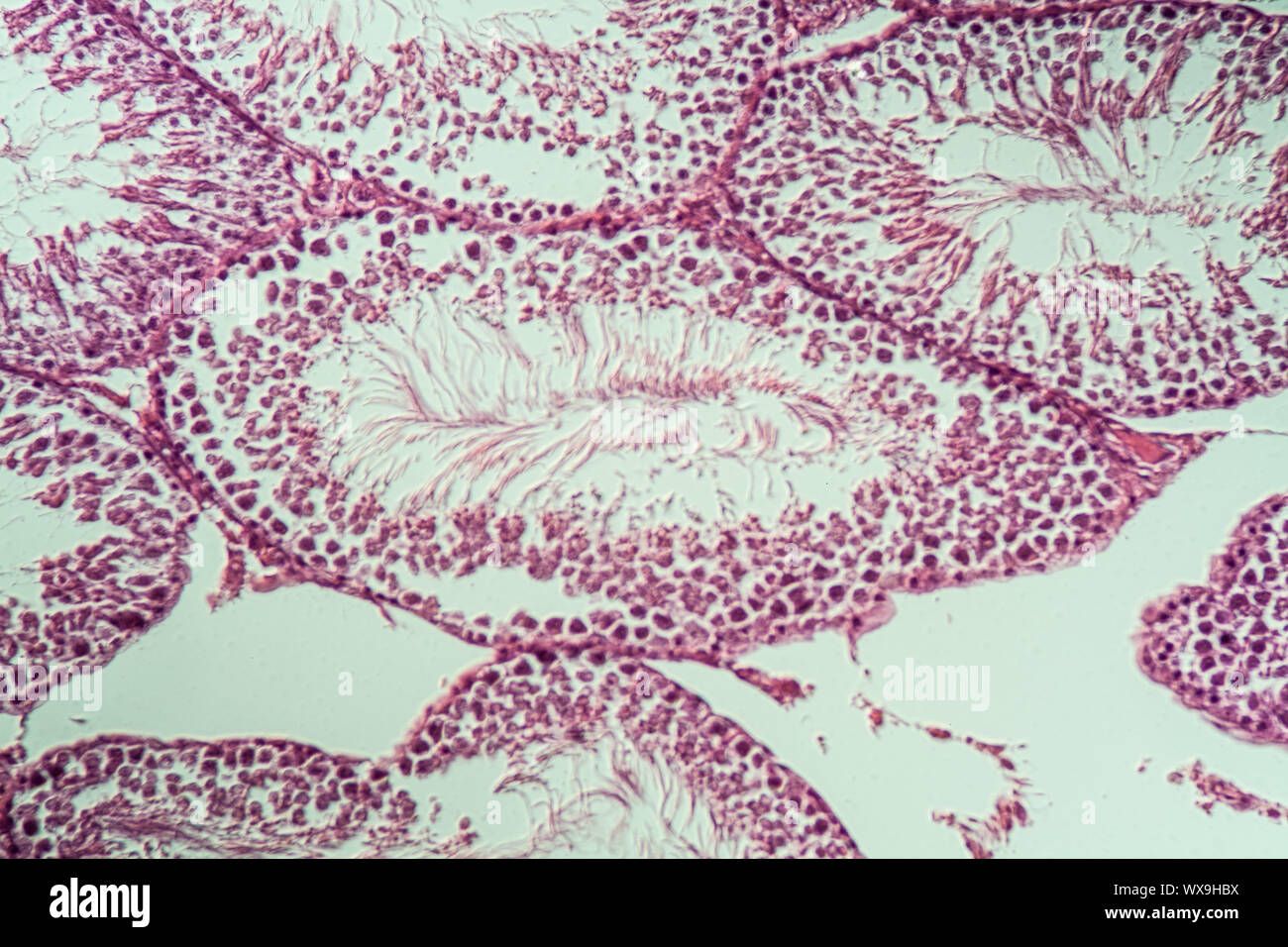 Rat testicle cross section 200x Stock Photo - Alamy