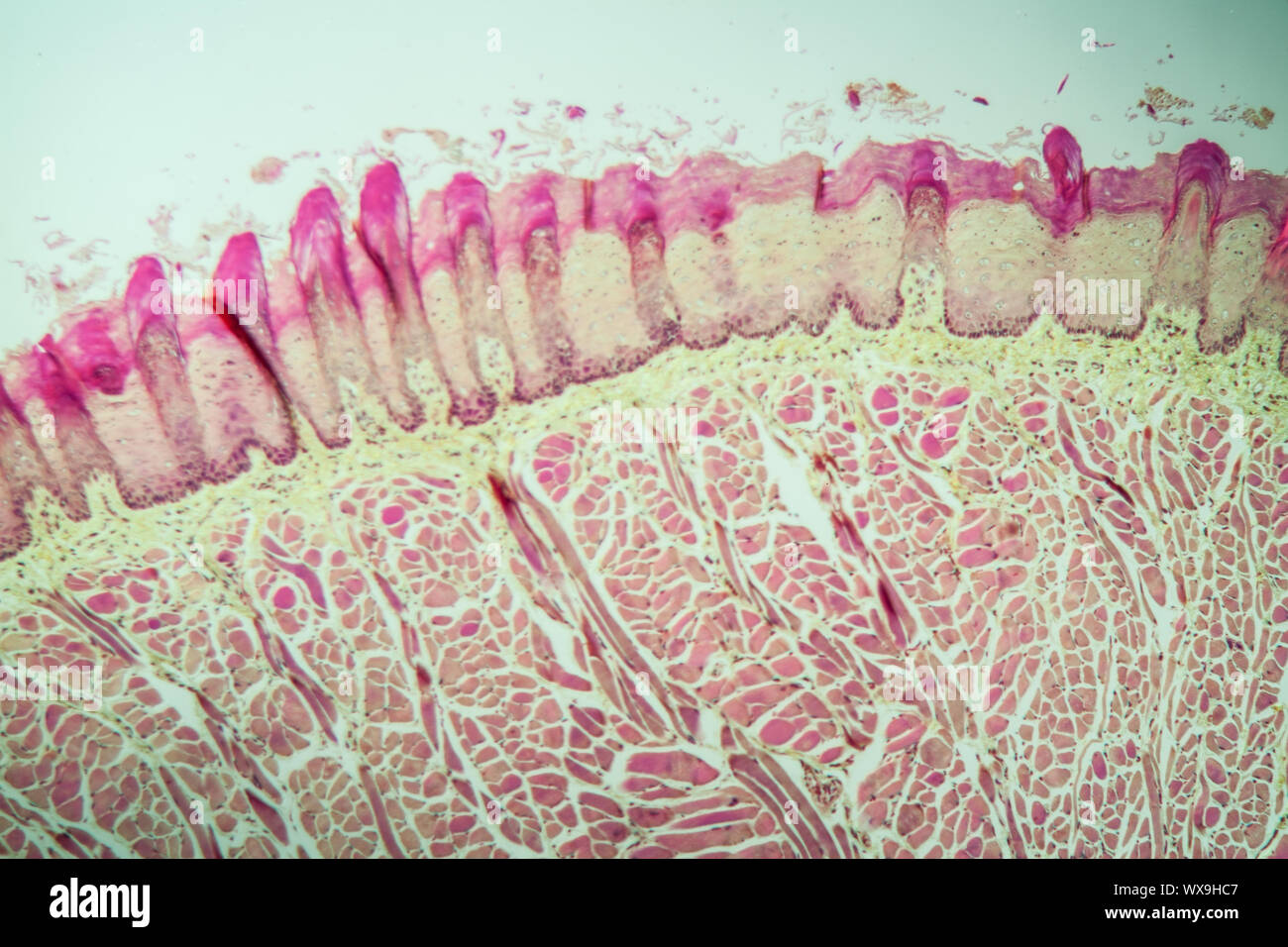 Rat tongue with taste buds across 100x Stock Photo - Alamy