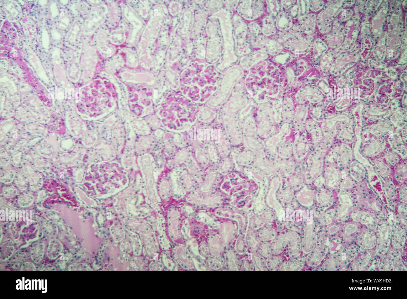 Mouse renal cortex under the microscope 100x Stock Photo - Alamy