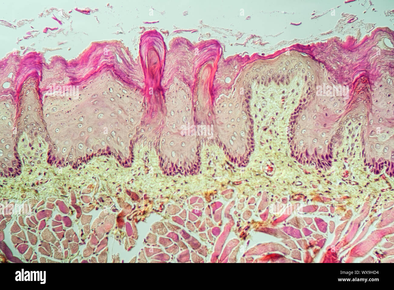 Rat tongue with taste buds across 200x Stock Photo - Alamy